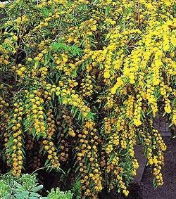 Chilei kislevelű vaníliafa - Azara microphylla