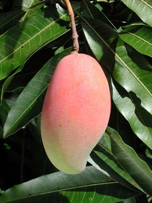 Mangó - Mangifera indica