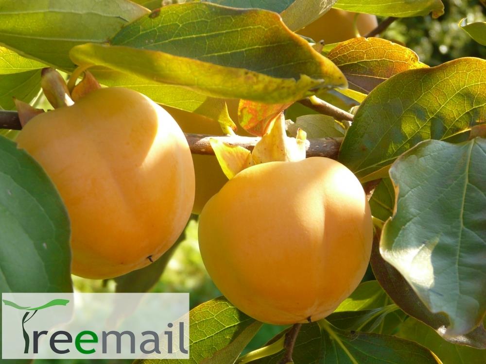 Datolyaszilva - Diospyros kaki 'Tipo'