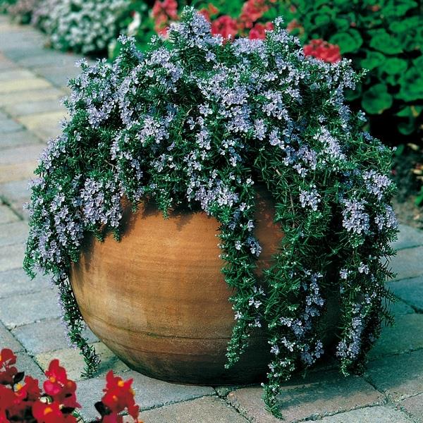 Kúszó rozmaring - Rosmarinus officinalis 'Capri'