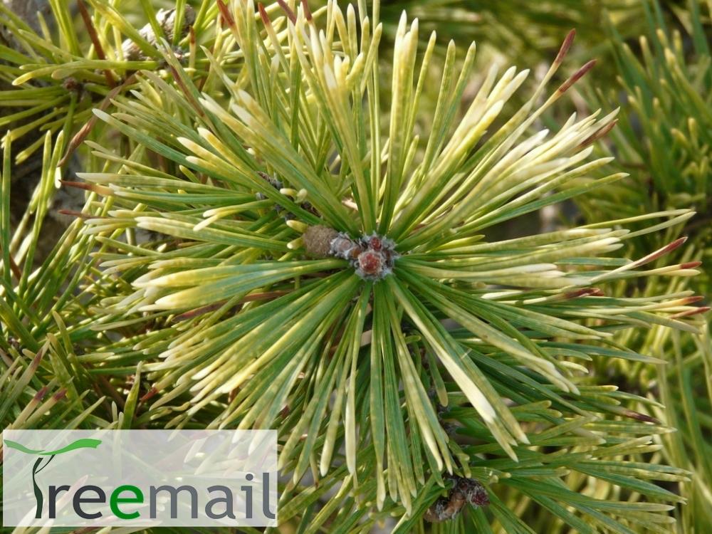 Aranylombú erdeifenyő - Pinus sylvestris 'Aurea'