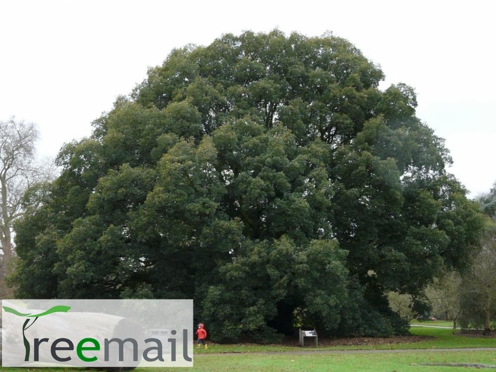 Turner tölgy - Quercus x turneri