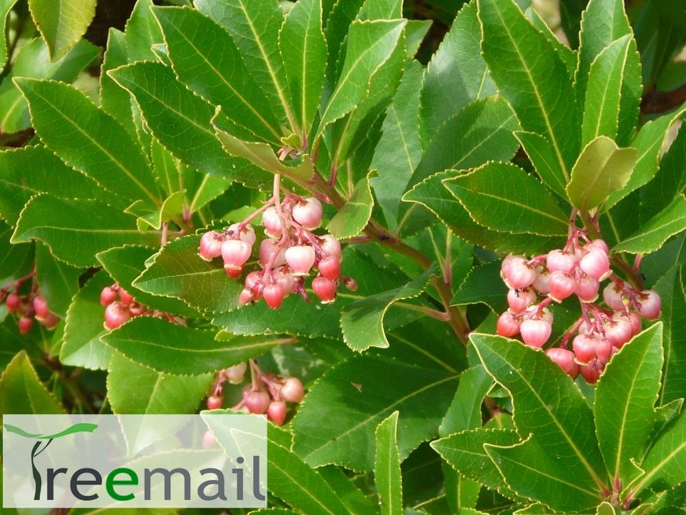 Rózsaszín virágú nyugati szamócafa - Arbutus unedo var. rubra