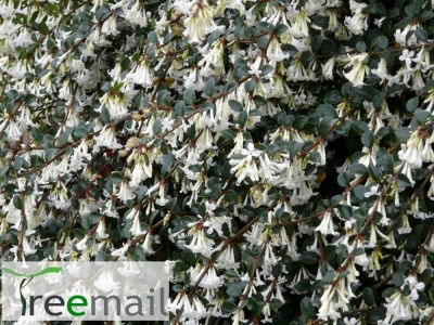 Örökzöld díszcserjék