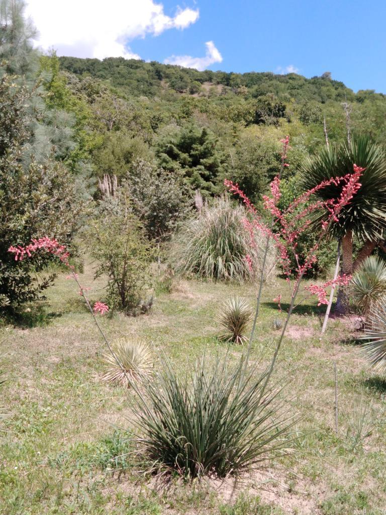 Vörös virágú áljukka