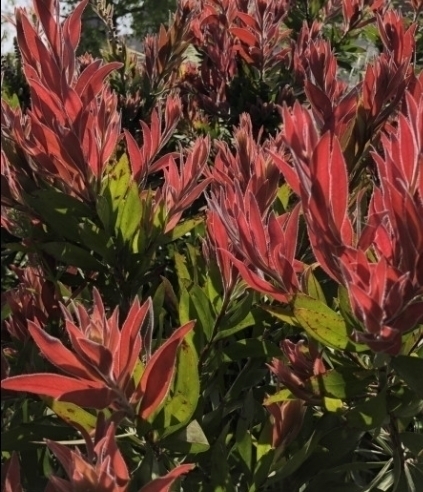 Red Rocket hosszúlevelű kefevirág - Callistemon citrinus ' Red Rocket'