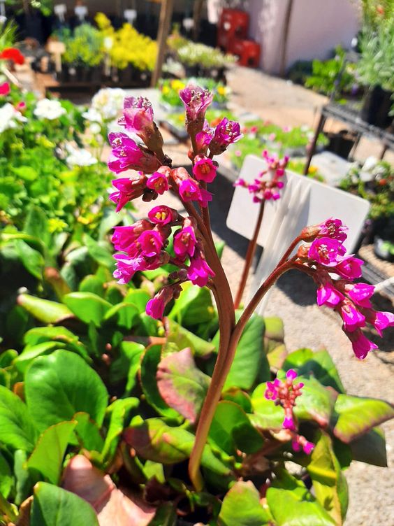 Shoeshine Rose bőrlevél - Bergenia Shoeshine Rose