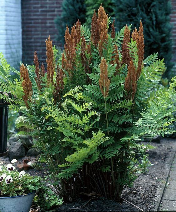 Királypáfrány - Osmunda regalis var. spectabilis Purpurascens