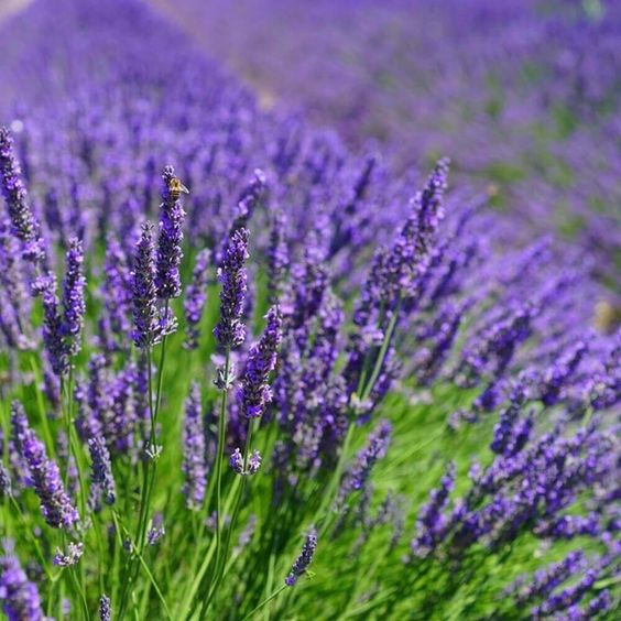 Grosso angol levendula