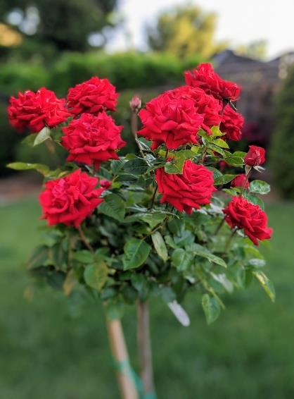 Ingrid Bergman rózsafa - Rosa Ingrid Bergman