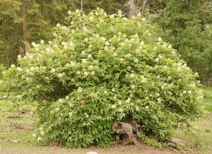 fürtös bodza - Sambucus racemosa