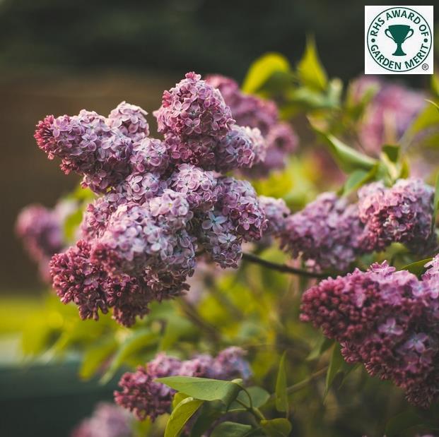 Red Pixie törpe orgona