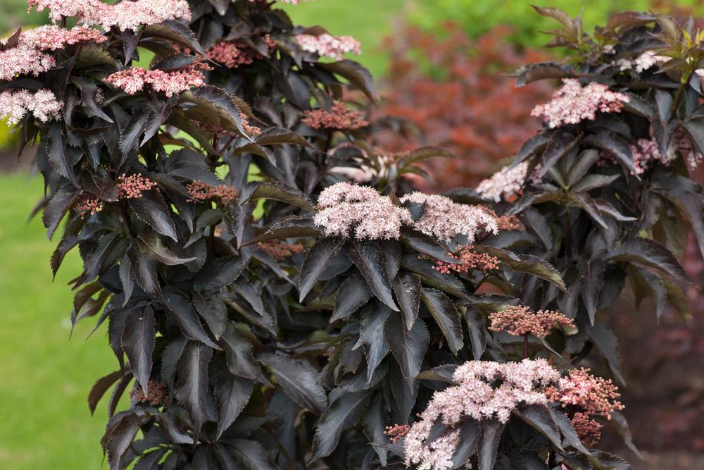 Sambucus Black Tower