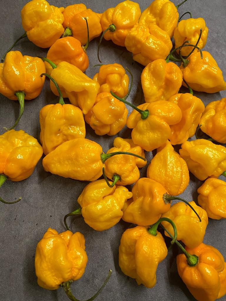 Trinidad Scorpion Moruga Yellow chili paprika