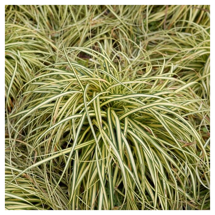 Maxigold madárlábú sás