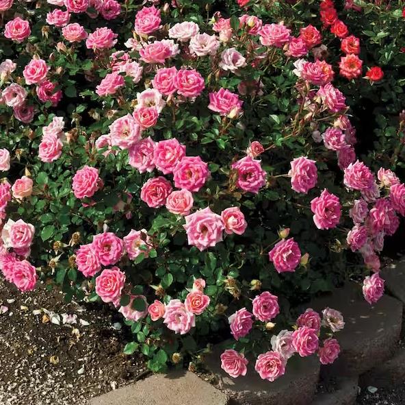 miniatűr Pink rózsa - Rosa miniature 'Pink'