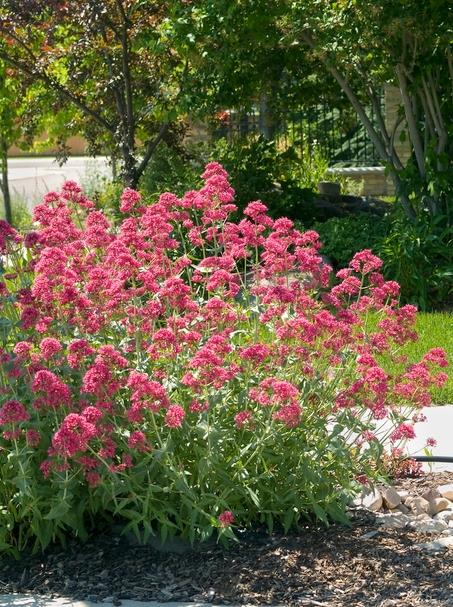Rosenrot sarkantyúvirág - Centranthus ruber 'Rosenrot'