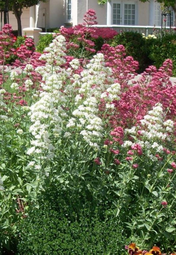 fehér virágú sarkantyúvirág - Centranthus ruber 'Albus'
