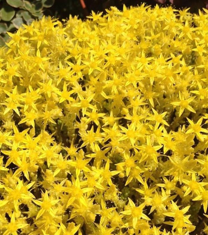 Yellow Queen borsosvarjúháj - Sedum acre 'Yellow Queen'